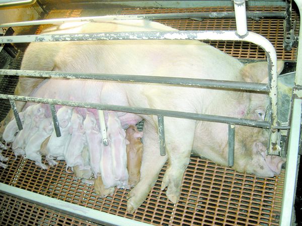 U.S. pork industry starts modest expansion | News, Sports, Jobs - Farm News